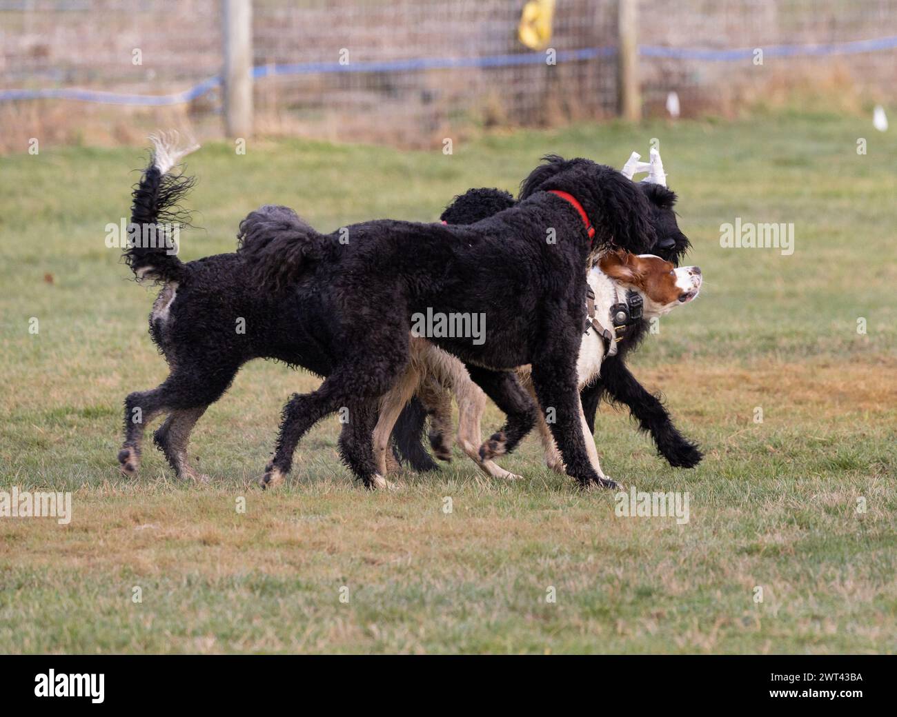 Multicolored dogs frolicking in a park, having fun together Stock Photo ...