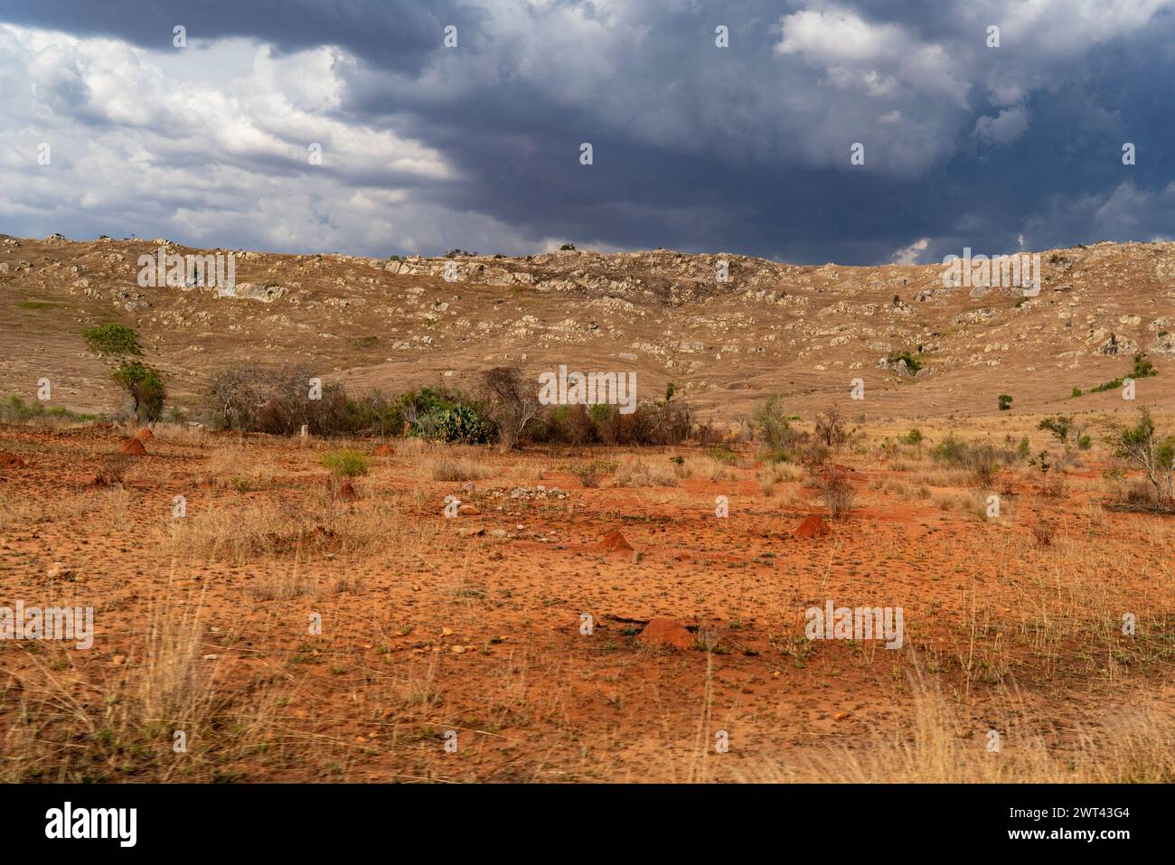 Termite mounds on red lateritic soil, Zazafotsy ,Ihosy, Ihorombe ...