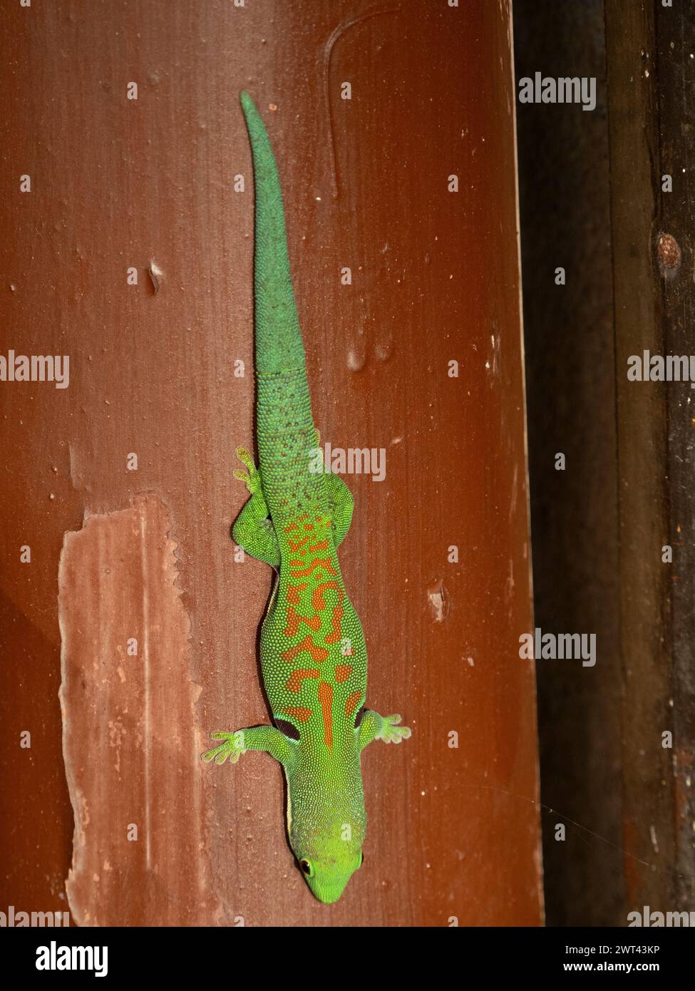 Peacock day gecko, Phelsuma quadriocellata ssp. quadriocellata ...