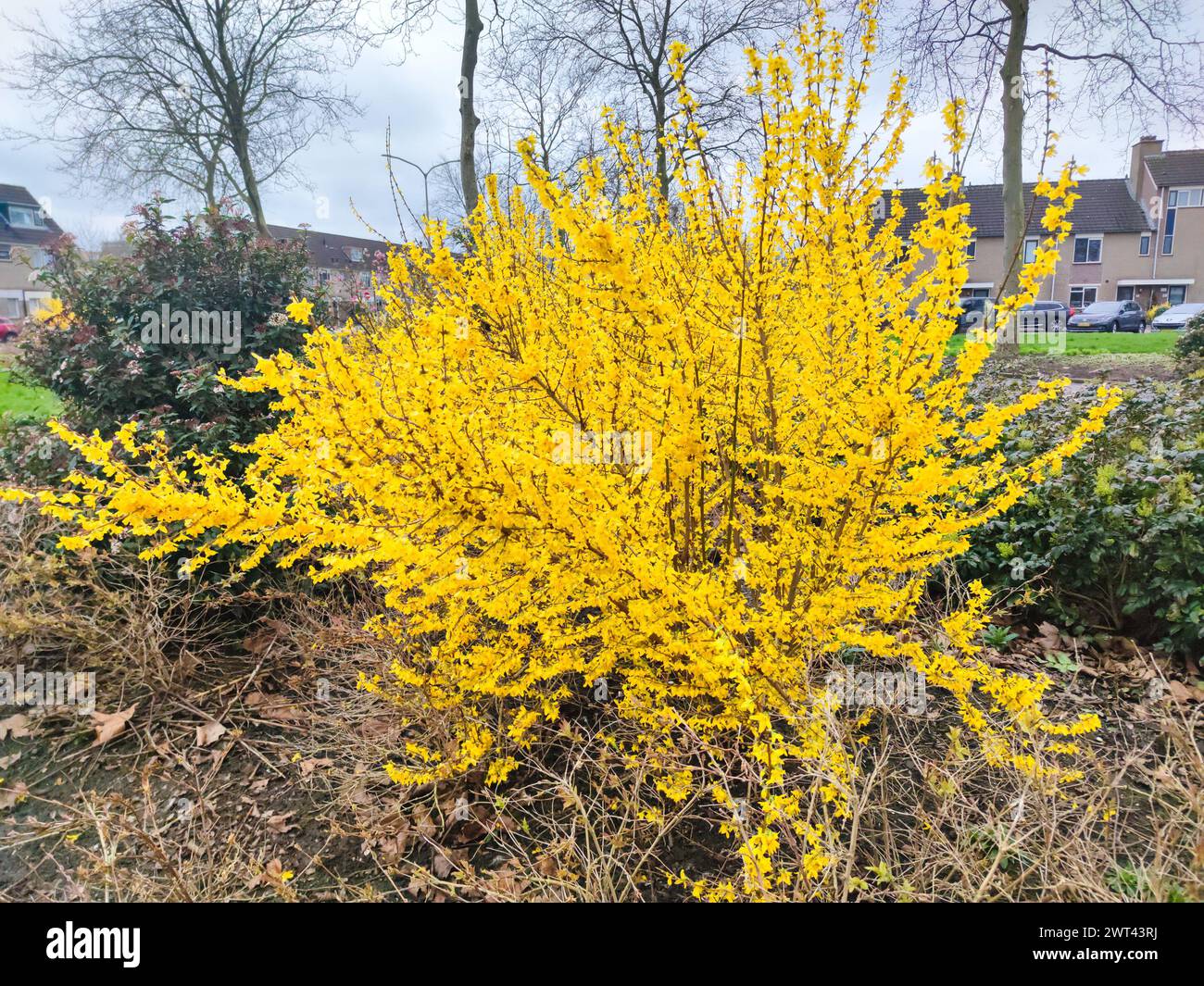 Vibrant yellow flowering Forsythia in full bloom in a park one day in ...