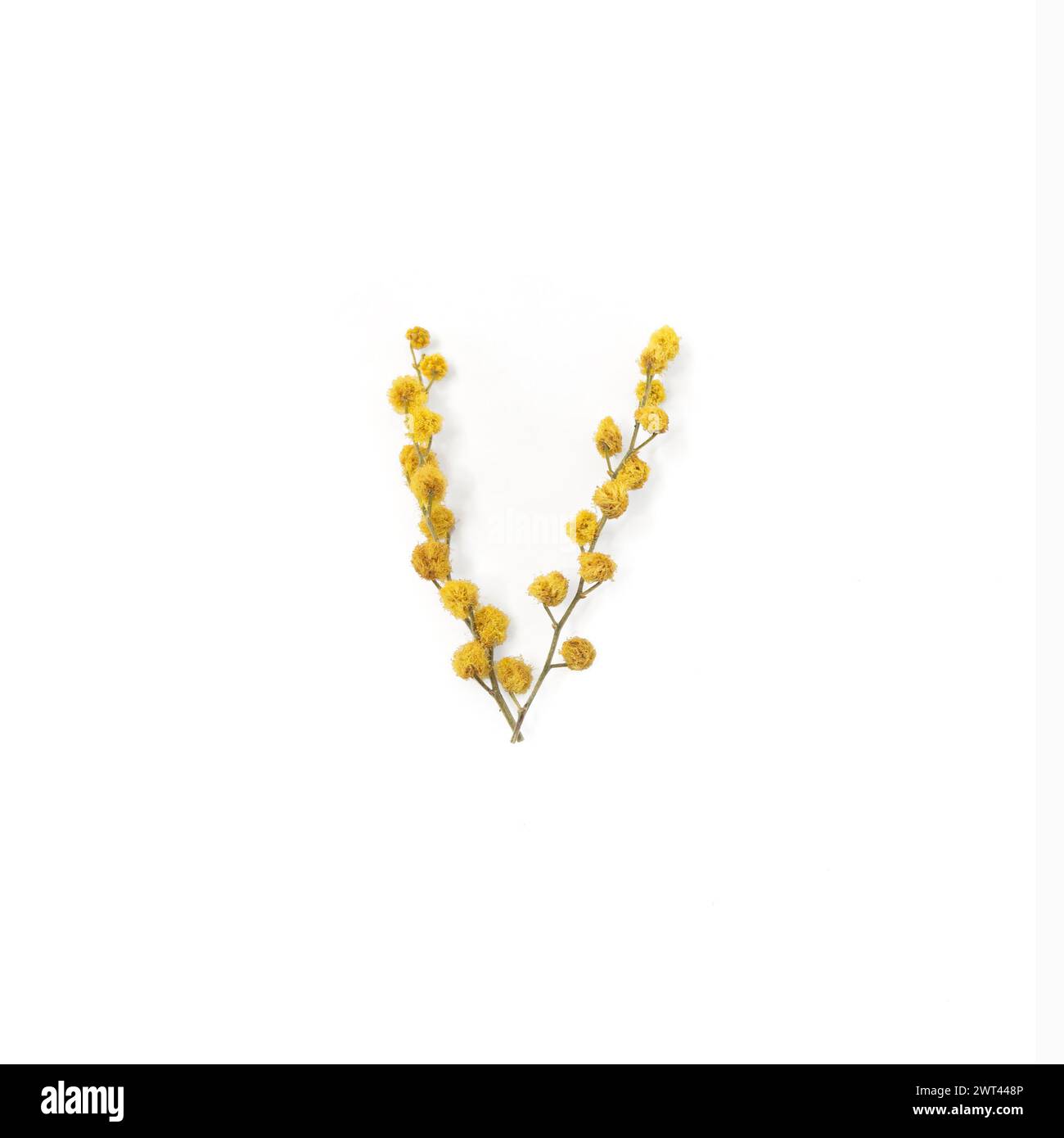 Flower letters. Letter V made from flowers mimosa yellow. Minimalism ...