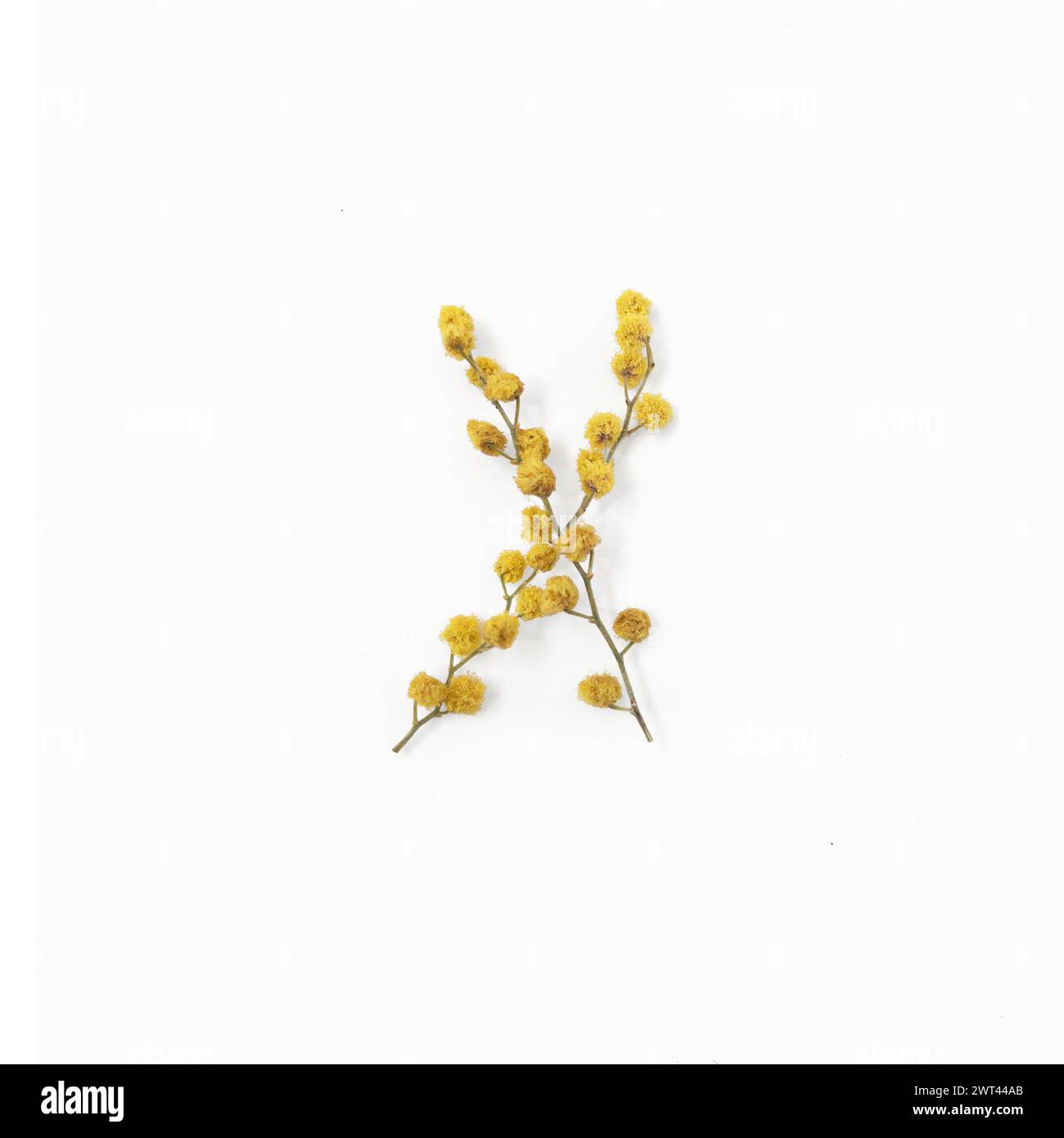 Flower letters. Letter X made from flowers mimosa yellow. Minimalism ...