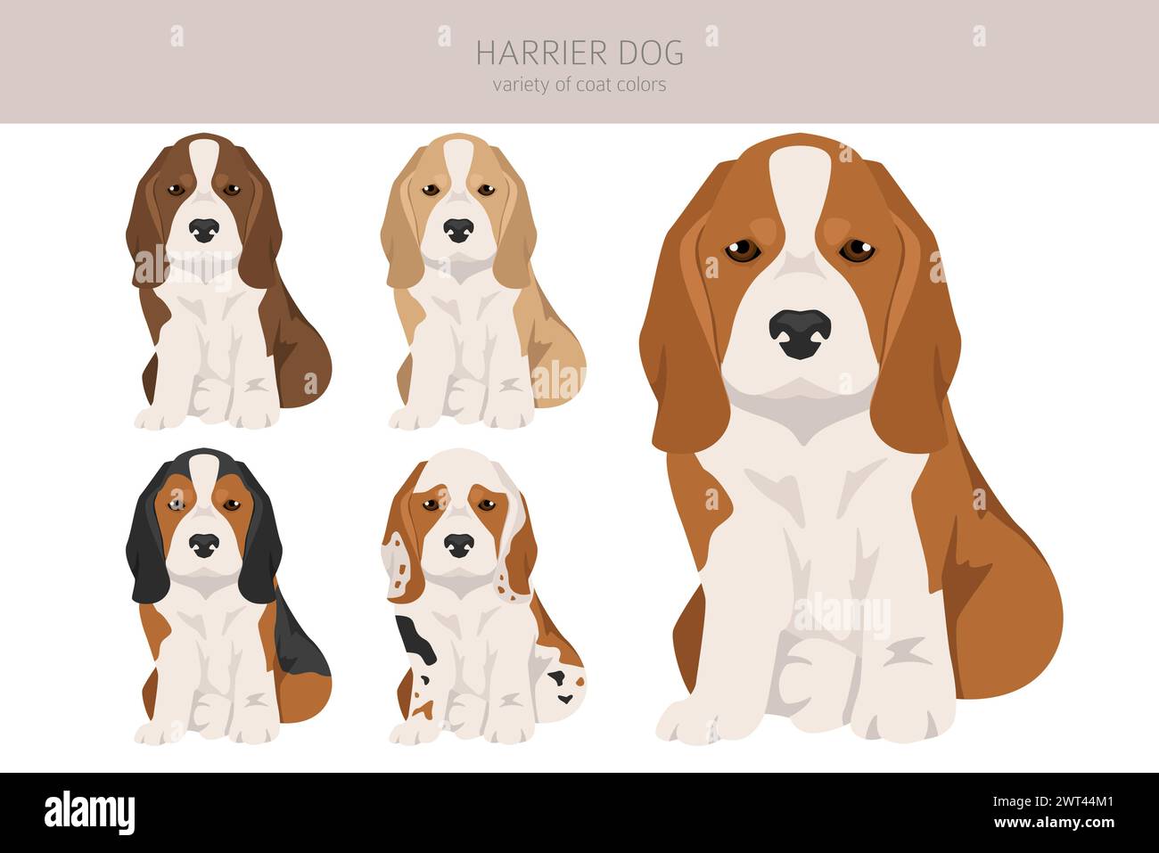 Harrier dog puppy clipart. Different poses, coat colors set. Vector ...