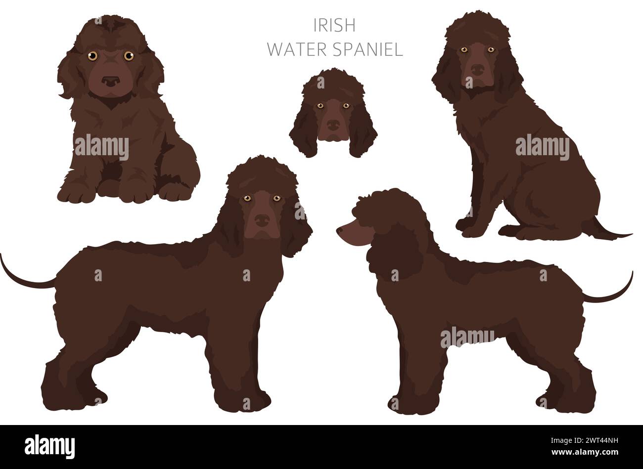Irish water spaniel clipart. Different poses, coat colors set. Vector ...