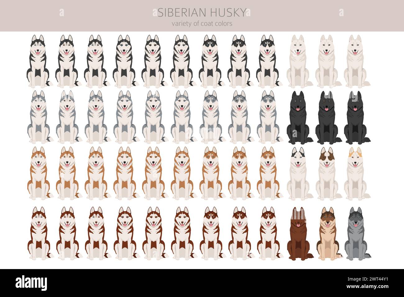 Designer, crossbreed, hybrid mix dogs collection isolated on white ...