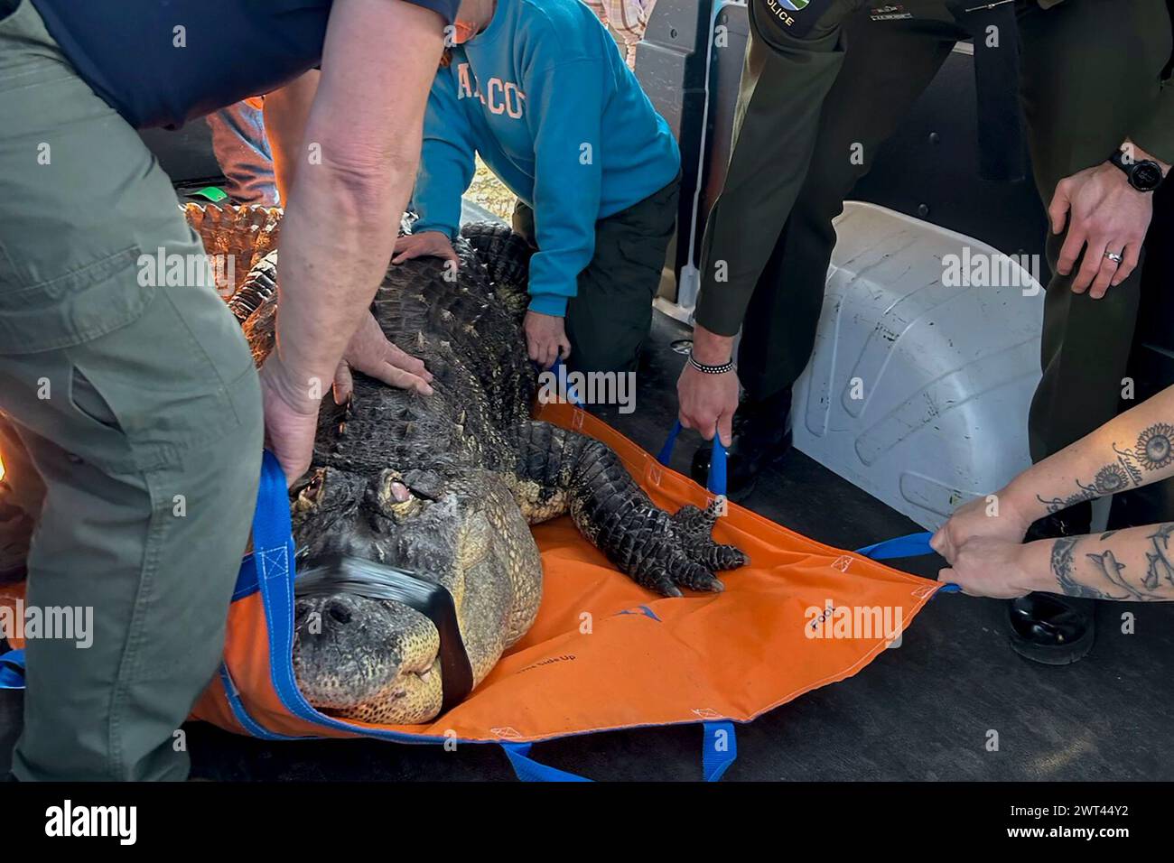 In this photo provided by the New York Department of Environmental ...