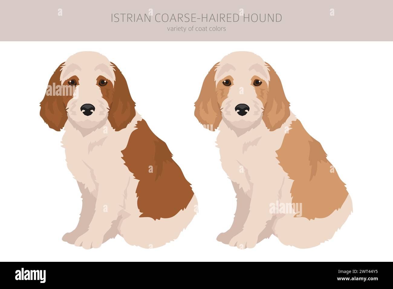 Istrian Coarse-haired hound puppy clipart. Different poses, coat colors ...