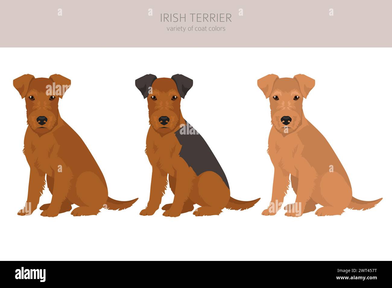 Irish terrier puppy clipart. Different poses, coat colors set. Vector ...
