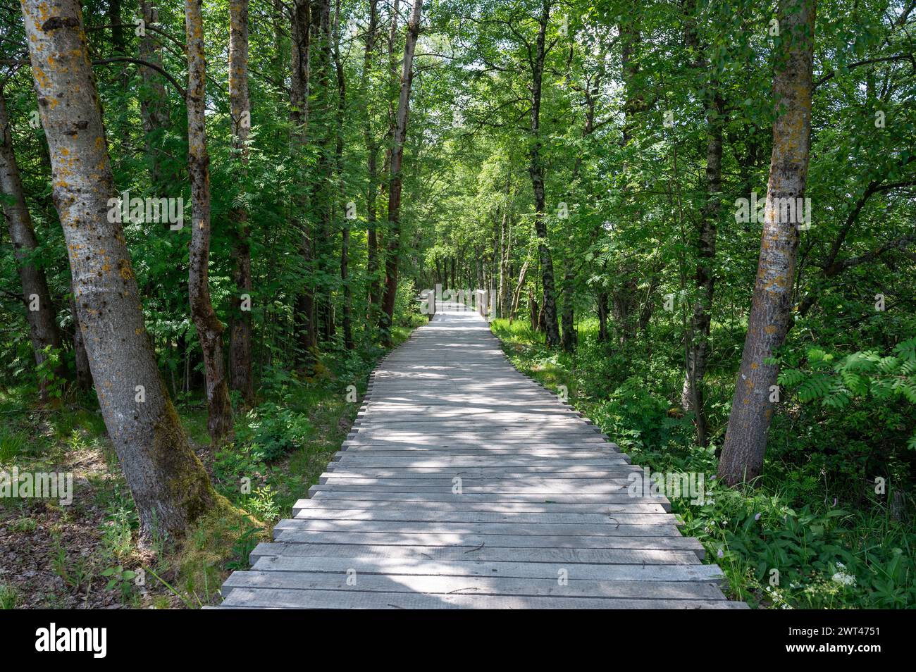 Black moor with trees in the Rhoen, Bavaria, Germany, with a new moor ...