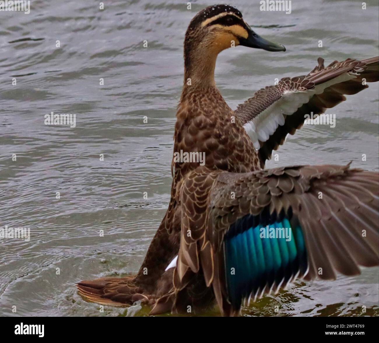 A small Mallard duck with spread wings in water Stock Photo - Alamy