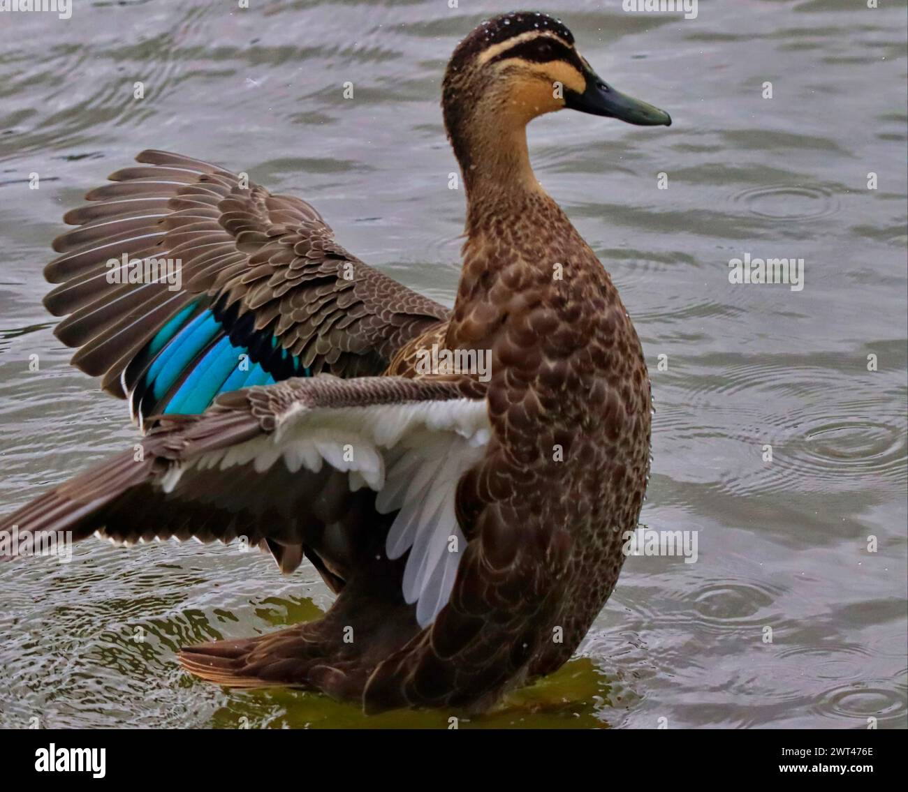 A small Mallard duck with spread wings in water Stock Photo - Alamy