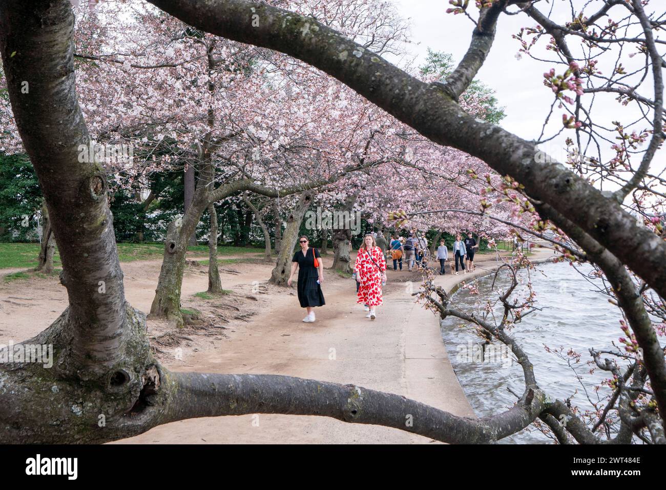 Visitors to the Tidal Basin view the flowering cherry blossom trees in ...