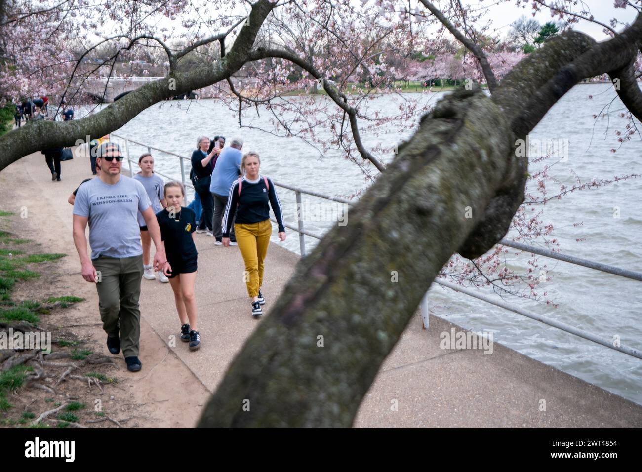 Visitors to the Tidal Basin view the flowering cherry blossom trees in ...