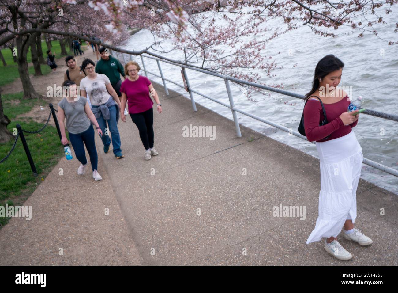 Visitors to the Tidal Basin view the flowering cherry blossom trees in ...