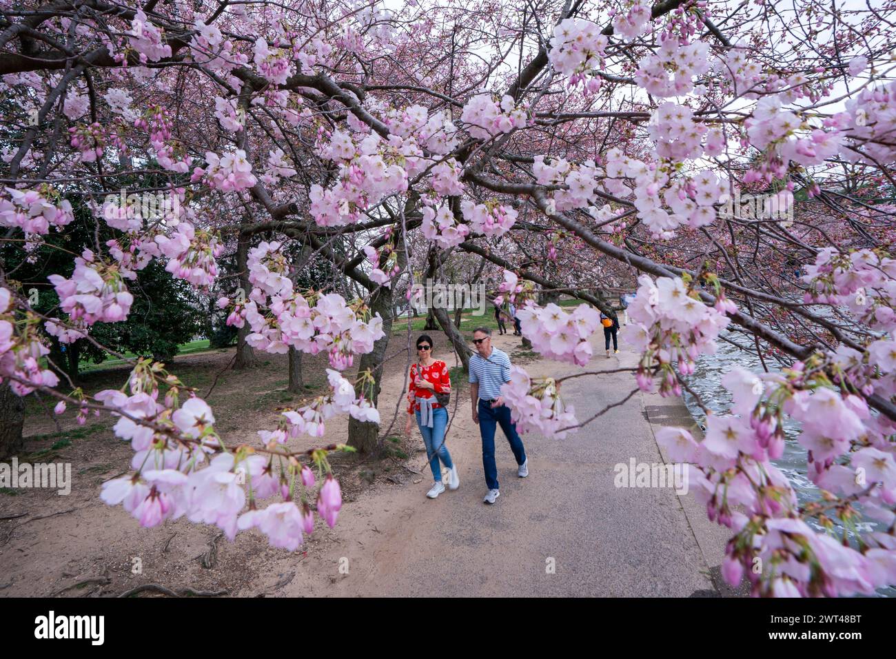 Visitors to the Tidal Basin view the flowering cherry blossom trees in ...