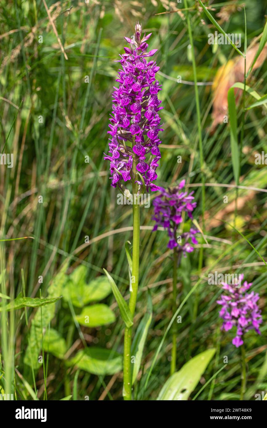 Orchids distinctive shape hi-res stock photography and images - Alamy