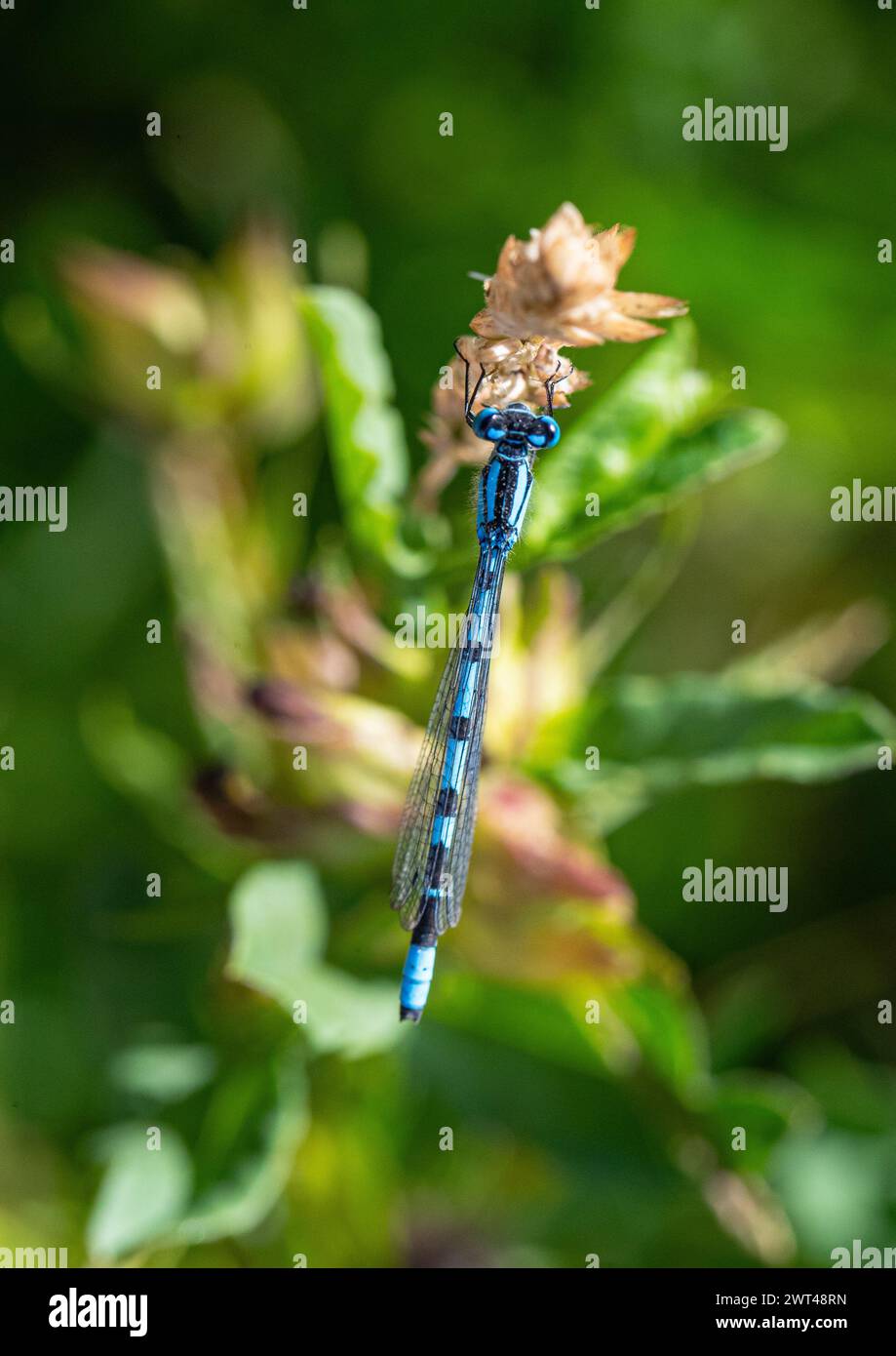 A male Common Blue Damselfly (Enallagma cyathigerum) settled on a ...