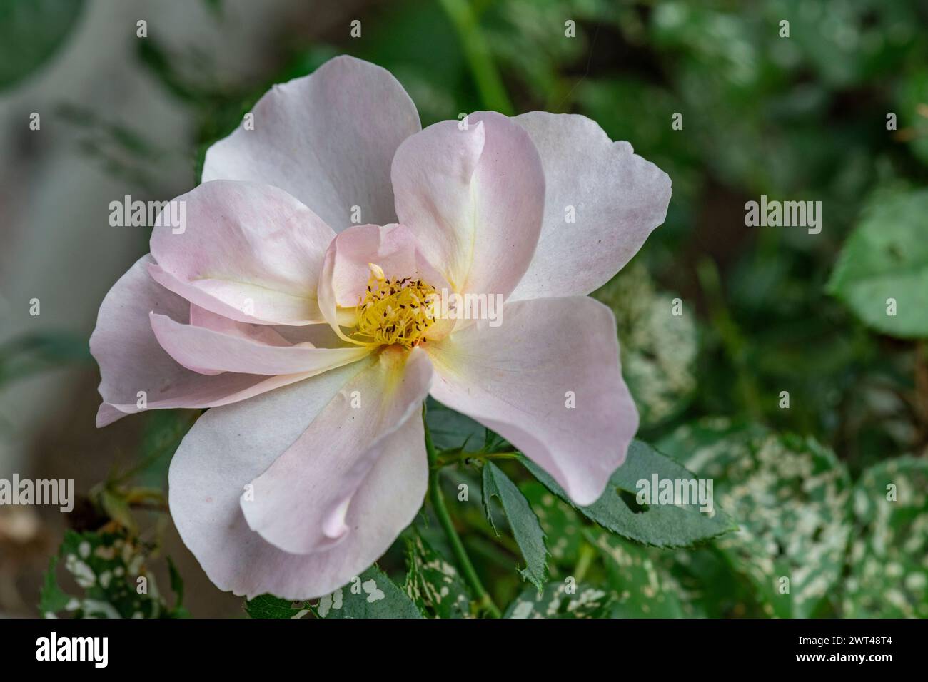 Rosa tomentosa, harsh downy-rose, growing in cottage garden, Brownsburg ...