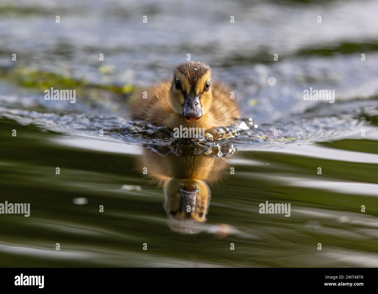 Fluffy ducks hi-res stock photography and images - Alamy