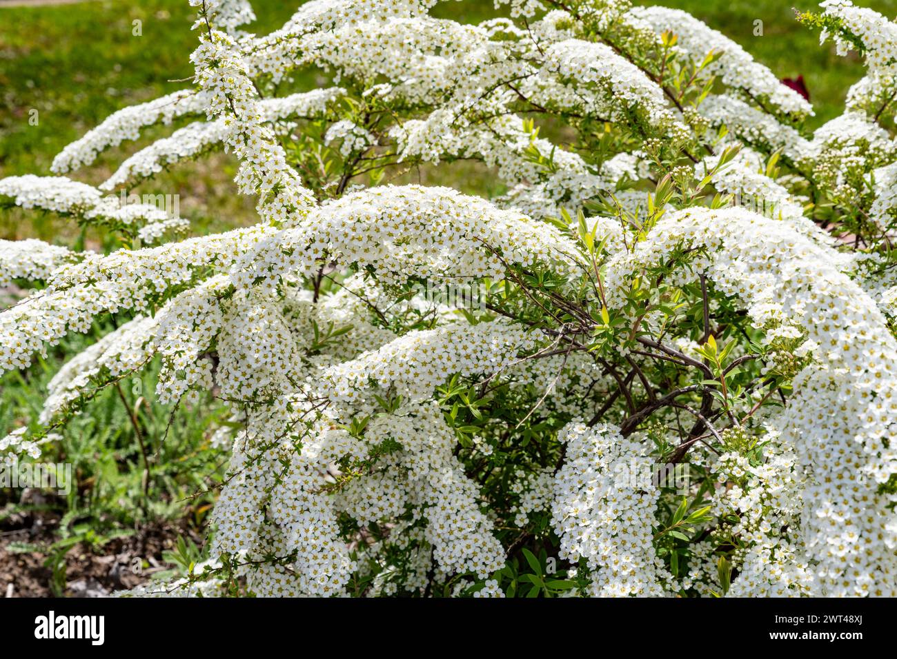 Spiraea snowmound, Spiraea nipponica, flowereing in cottage garden ...