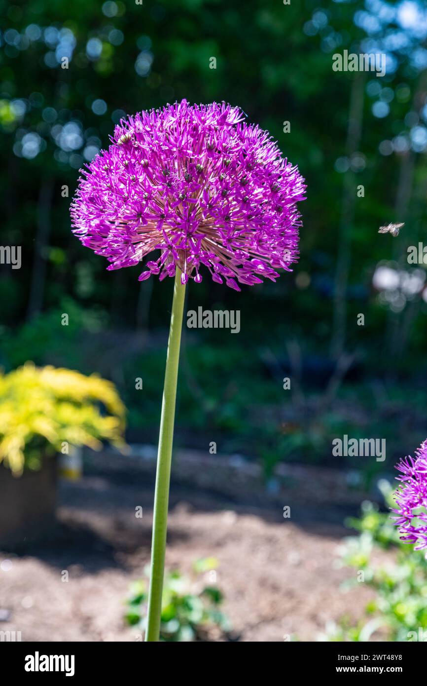 Tallest species of allium hi-res stock photography and images - Alamy