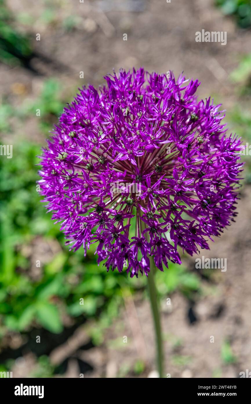 Allium giganteum, giant,onion, growing in cottage garden, Brownsburg ...