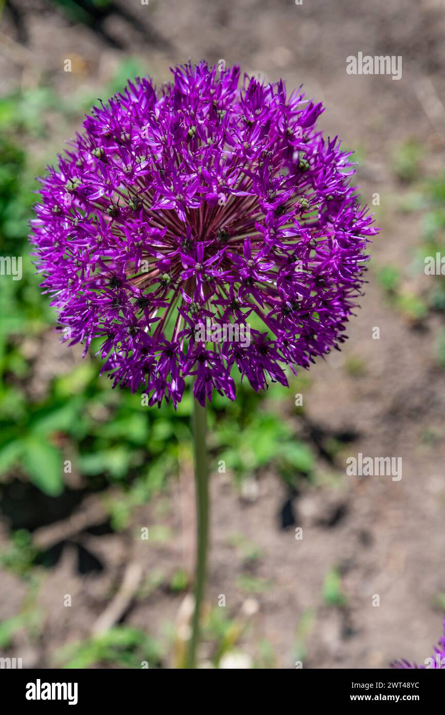 Allium giganteum, giant,onion, growing in cottage garden, Brownsburg ...