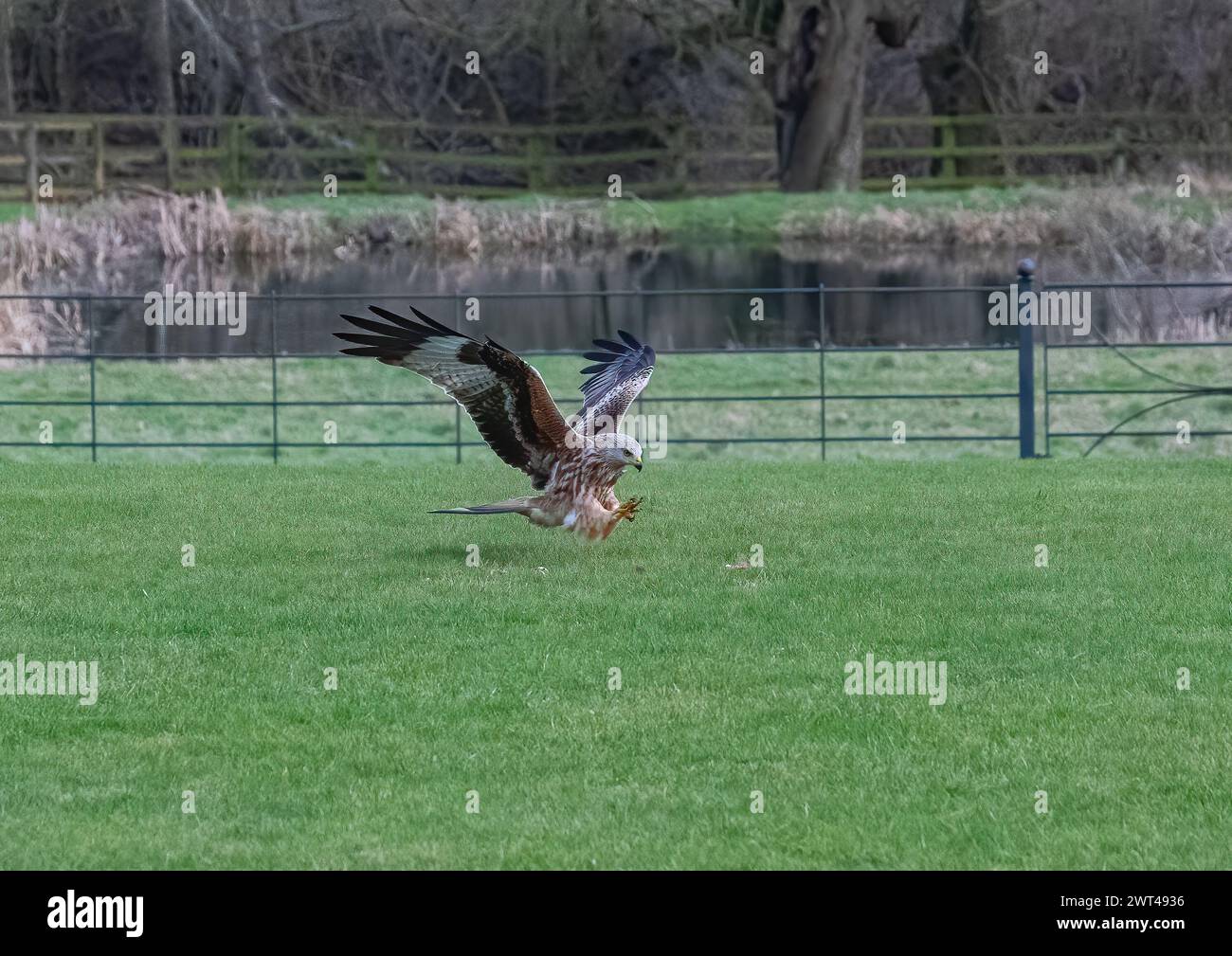 A Red Kite in action, Talons and wings outstretched, ready to grab some ...