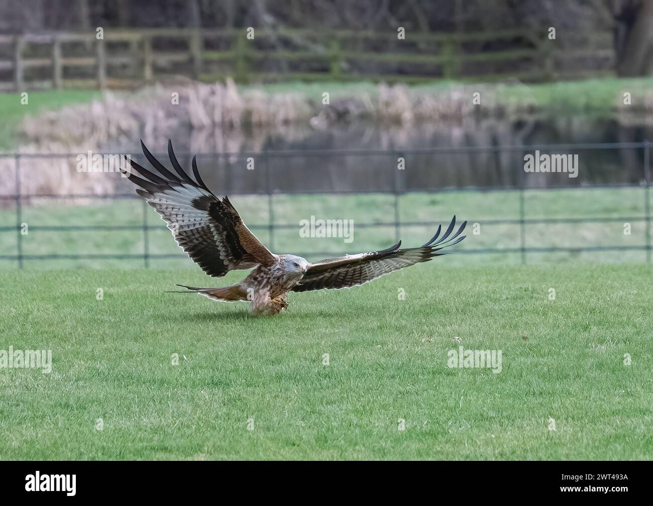 A Red Kite in action, Talons and magnificent wings outstretched, ready ...