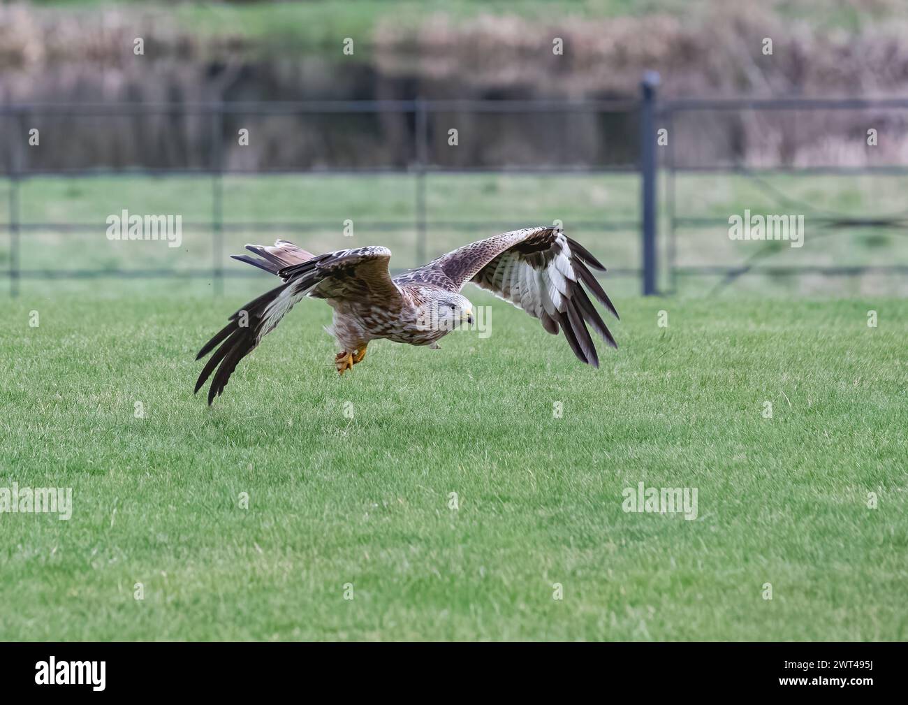 A Red Kite in action, Talons and wings outstretched, snatching some ...