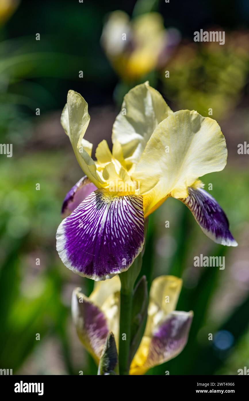 Iris variegata, common name, Hungarian iris, growing in cottage garden ...