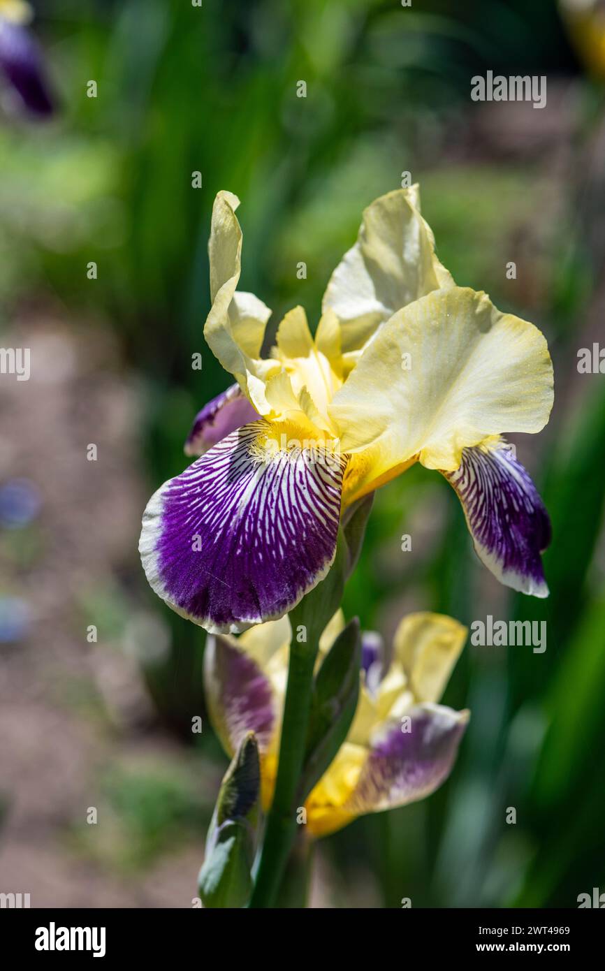 Iris variegata, common name, Hungarian iris, growing in cottage garden ...