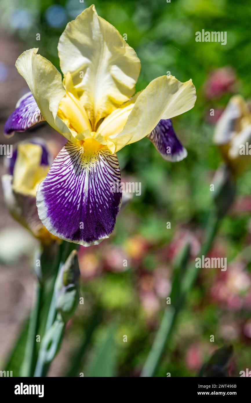 Iris variegata, common name, Hungarian iris, growing in cottage garden ...
