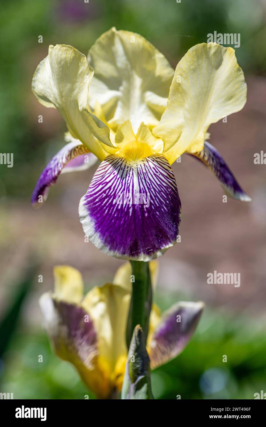 Iris variegata, common name, Hungarian iris, growing in cottage garden ...