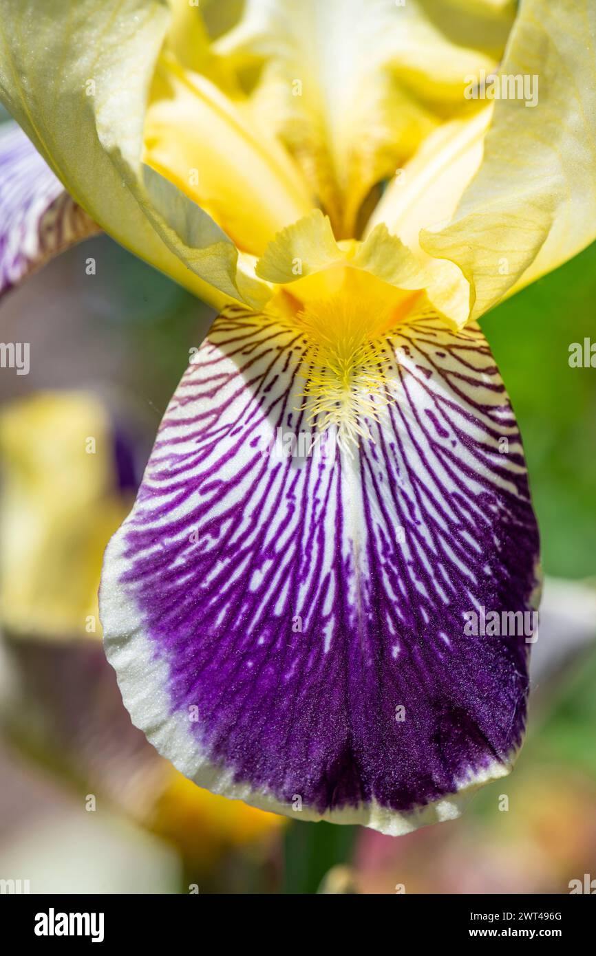 Iris variegata, common name, Hungarian iris, growing in cottage garden ...