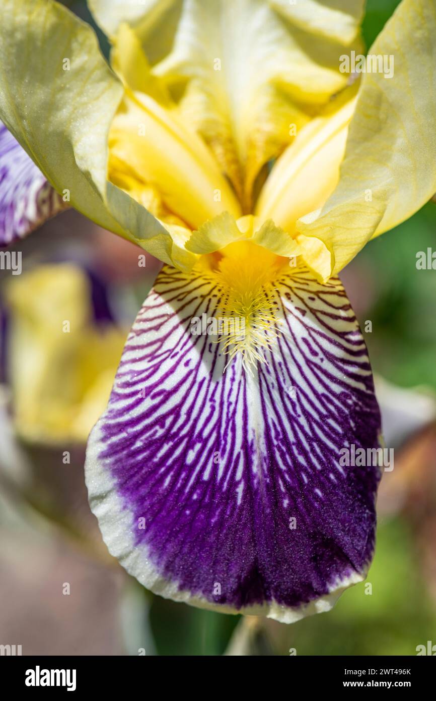 Iris variegata, common name, Hungarian iris, growing in cottage garden ...