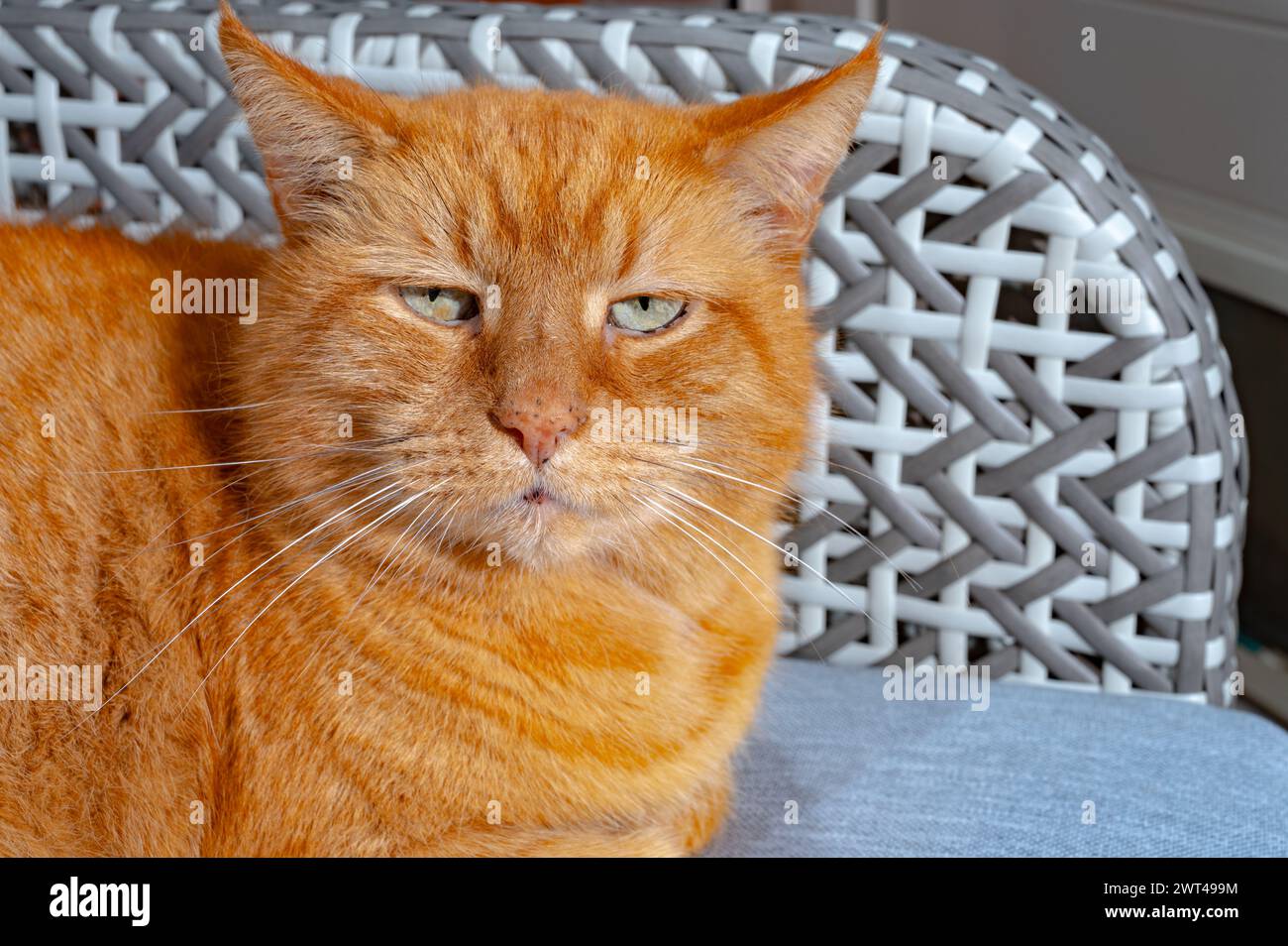Big old ginger cat with long whiskers sitting on chair close up Stock ...