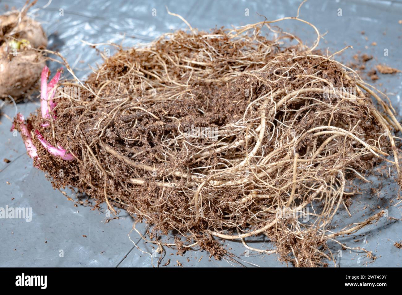 Spring and summer garden works - planting of summer different flowers ...