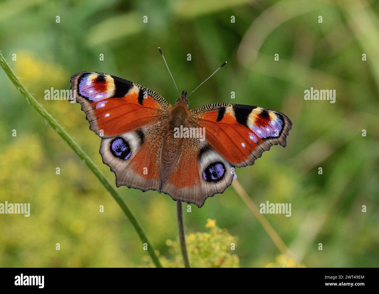 A colourful Peacock Butterfly (Aglais io). Wings open, showing of it's ...