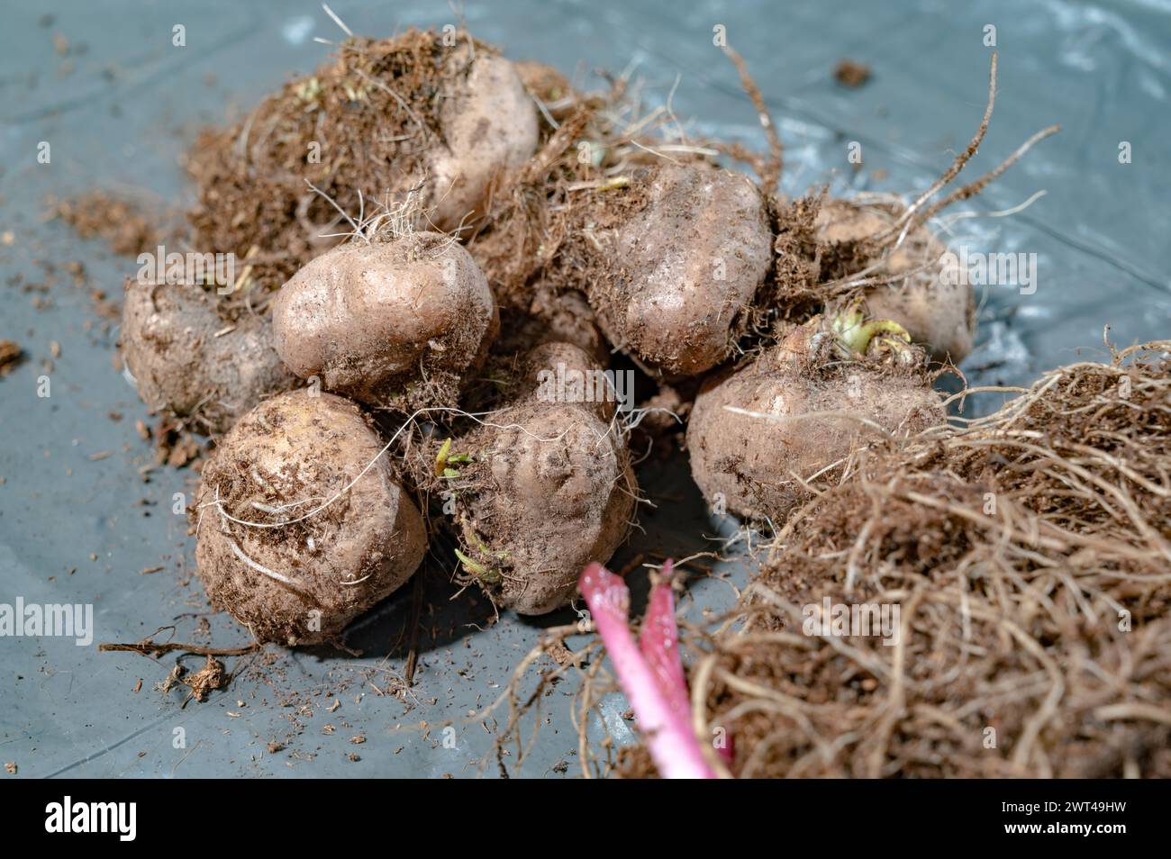 Spring and summer garden works - planting of summer different flowers ...