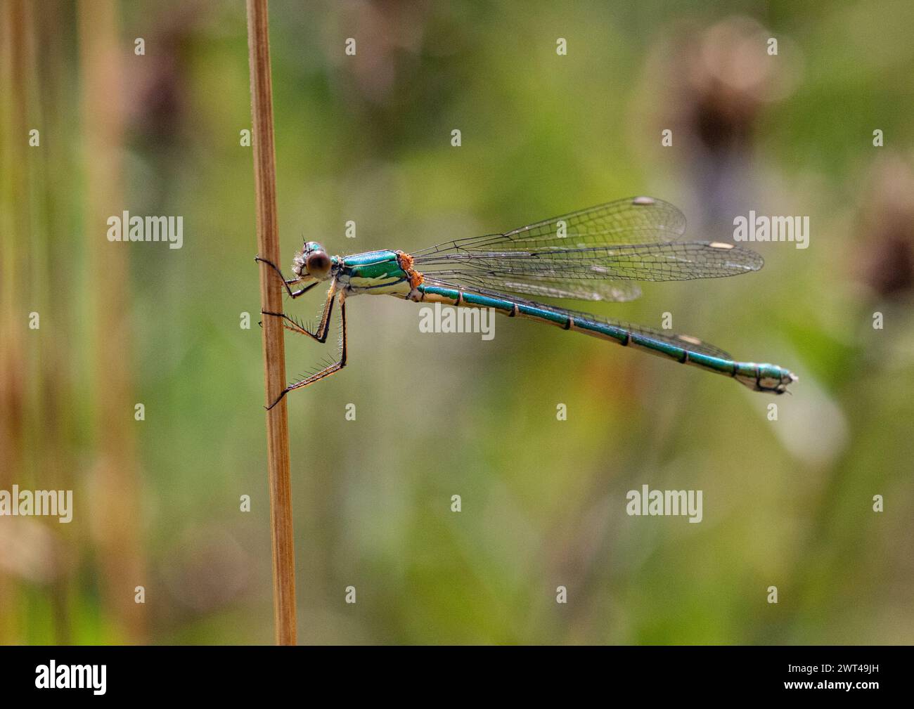 A male Willow Emerald Damselfly (Chalcolestes viridis) resting on a ...