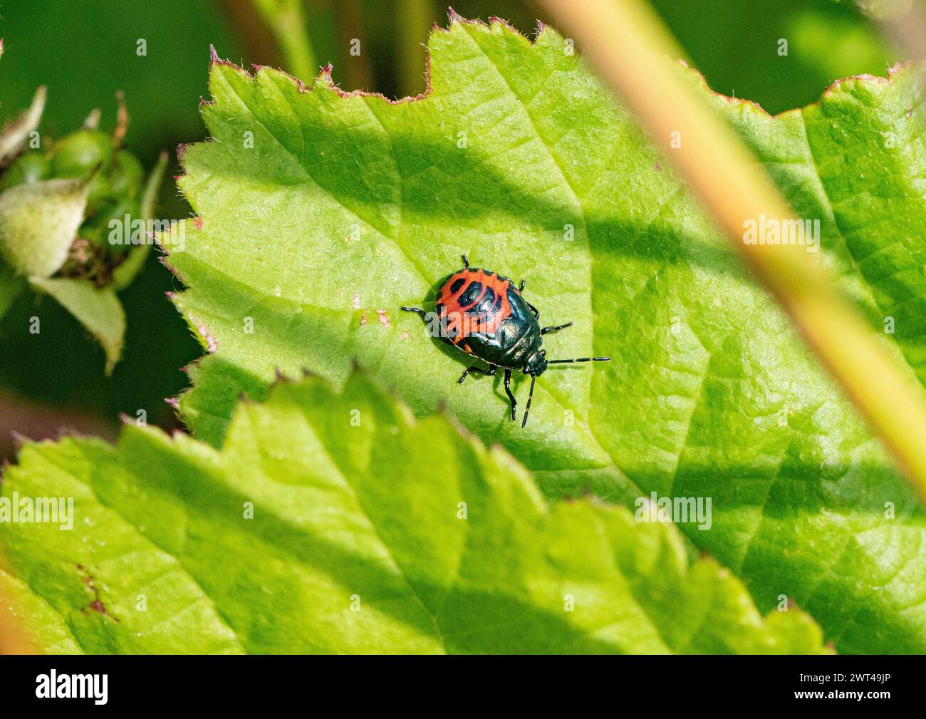 A close up of the final instar of Zicrona caerulea, the Blue Shieldbug ...
