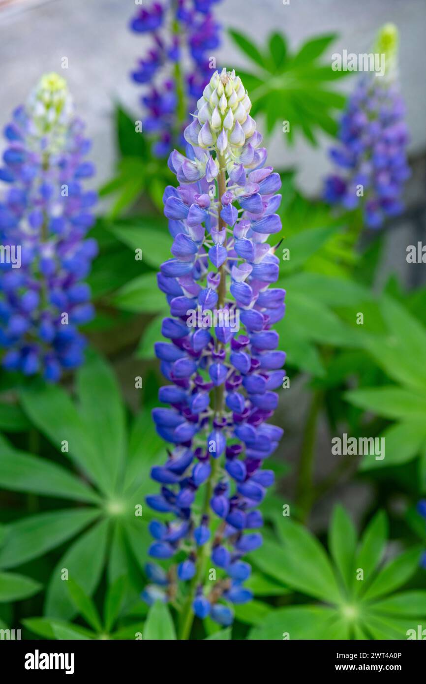 lupinus perennis, Sundial Lupine, wild perennial lupine,growing in ...