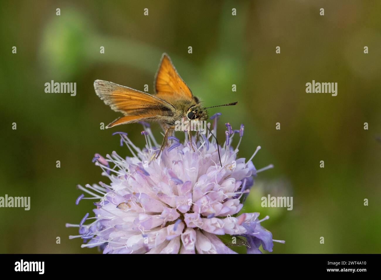 A detailed shot of a Large Skipper Butterfly (Ochlodes sylvanus ...