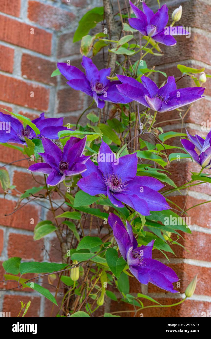 Clematis, Clematis Jackmanii, climbing wall in cottage garden Stock ...