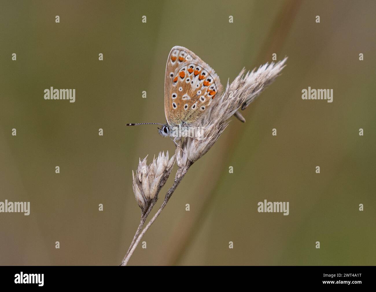 A Common Blue Butterfly (Polyommatus icarus) showing it's underwing ...