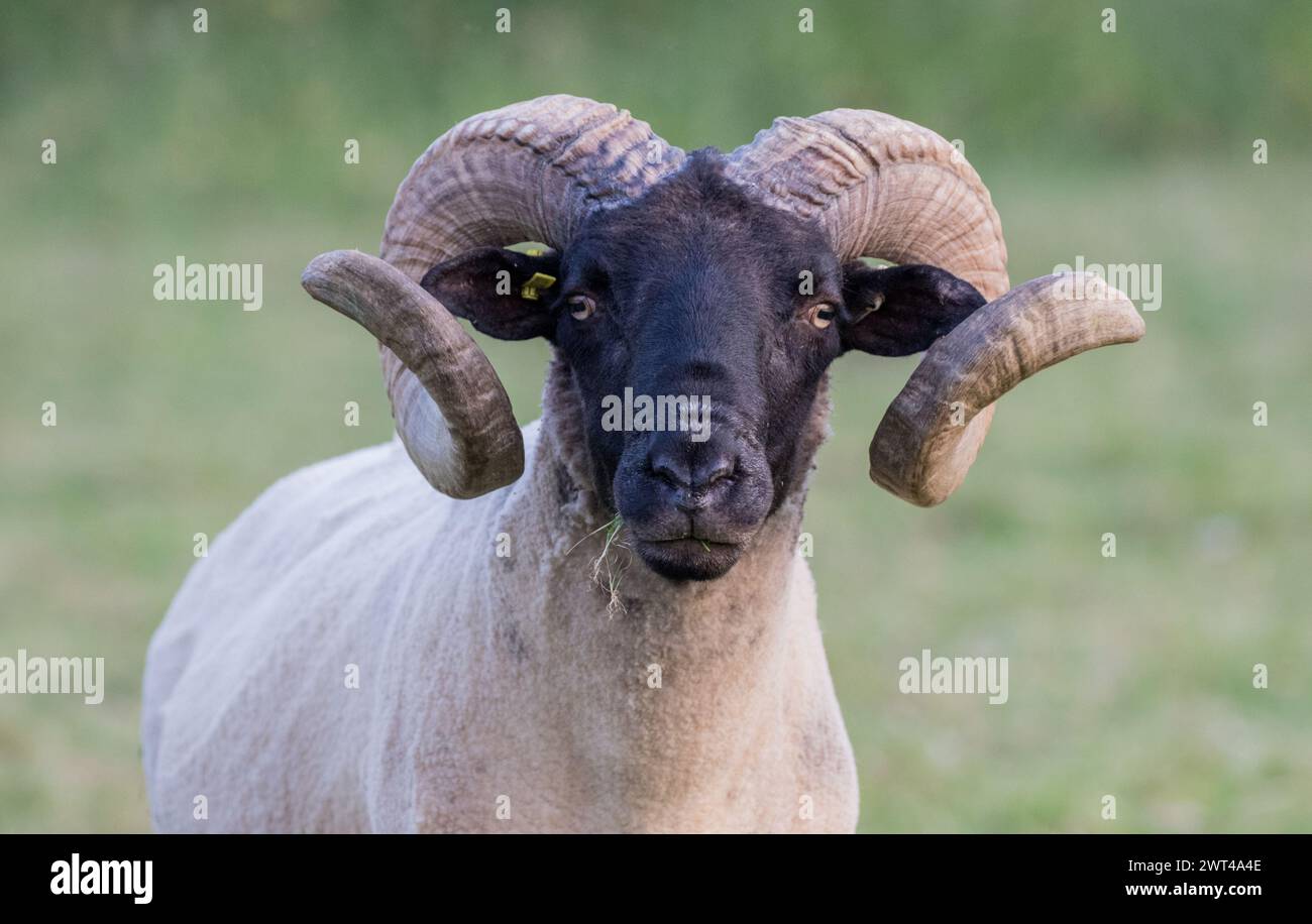 Curly horns hi-res stock photography and images - Alamy