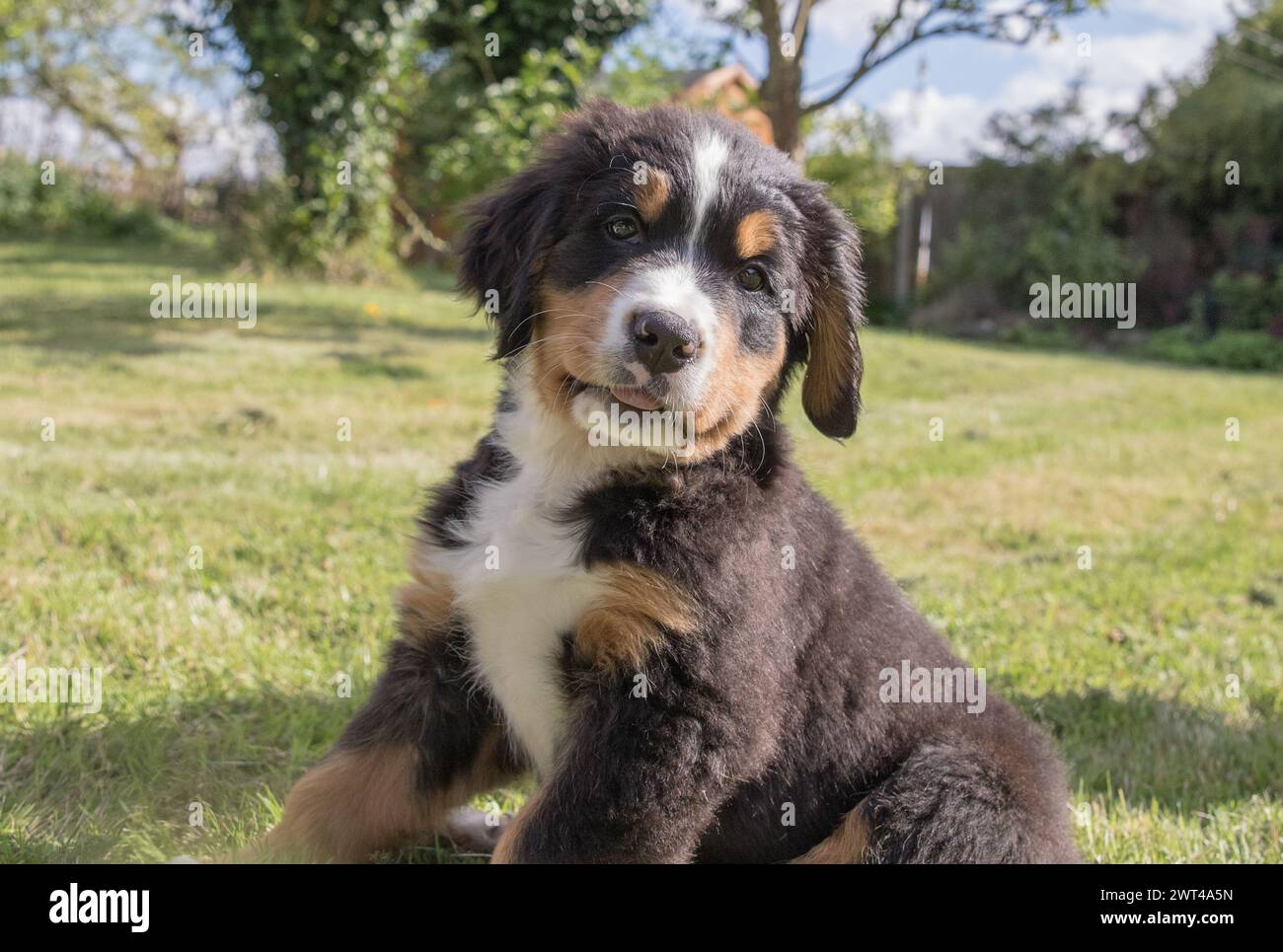 An adorable Bernese mountain dog puppy. Sitting posing for the camera ...