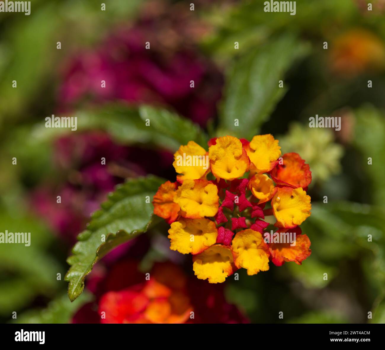 Flora of Gran Canaria - Lantana camara, common lantana, introduced ...