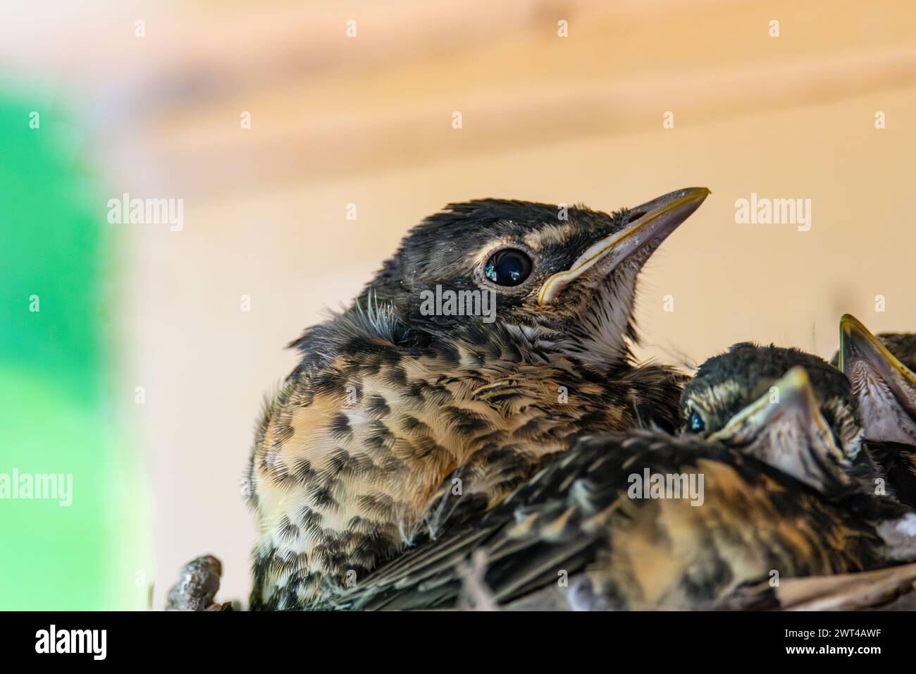 American robin, Turdus migratorius, three robin chicks in nest Stock ...